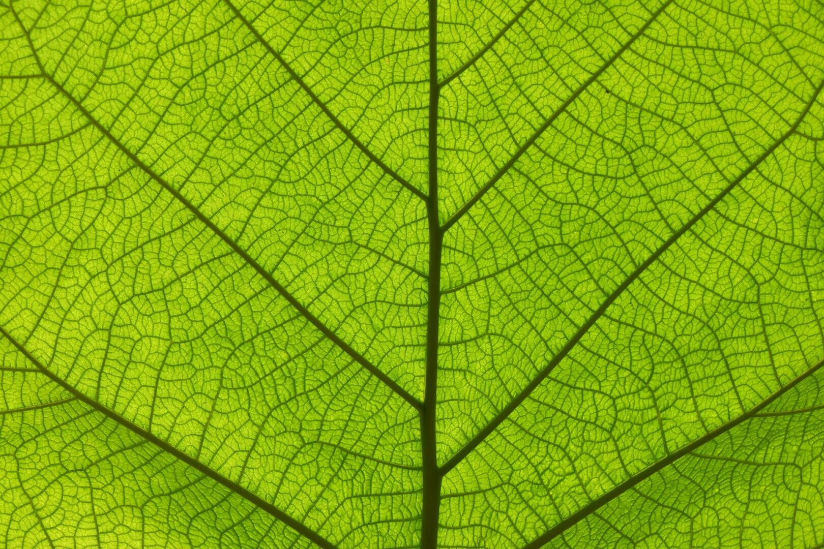 How Leaf Reflectance Measures Plant Stress - CID Bio-Science