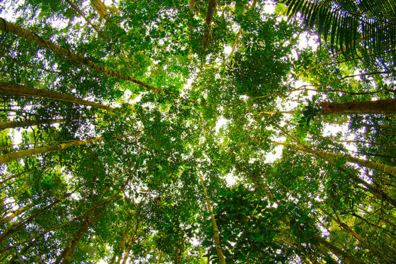 The Forest Canopy: Structure, Roles & Measurement - CID Bio-Science