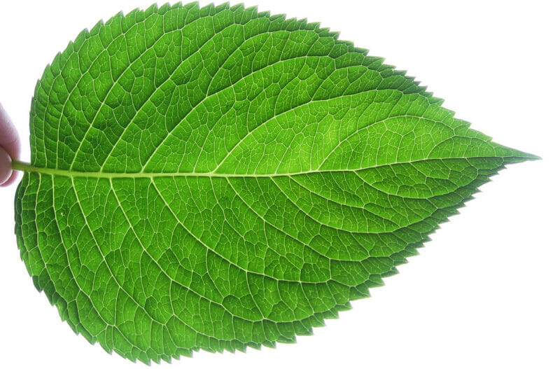 Leaf Area - How & Why Measuring Leaf Area is Vital to Plant Research ...