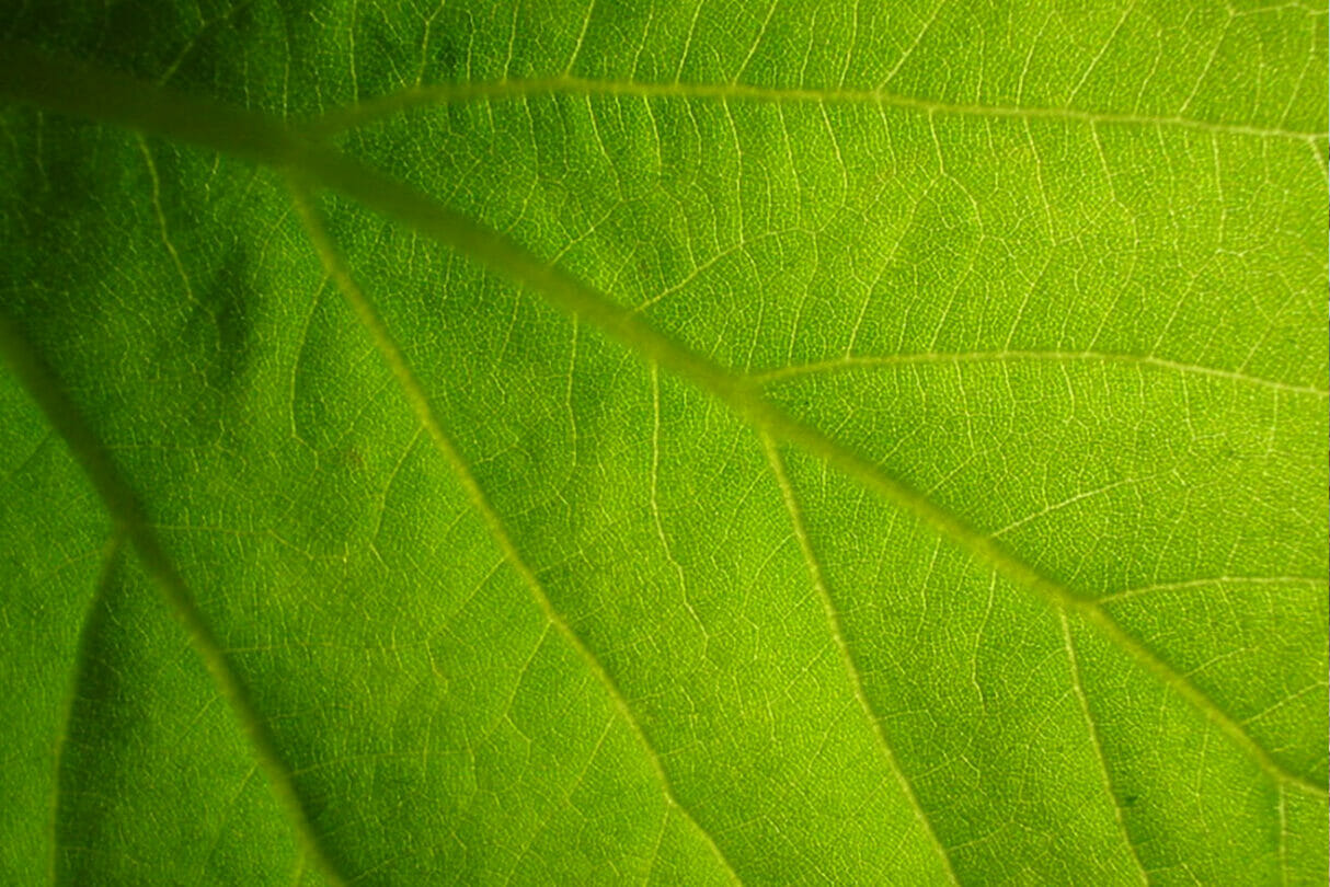 How to Analyze Photosynthesis in Plants: Methods and Tools - CID Bio ...