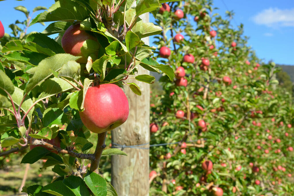 Tree, Crop & Plant Stress – A Primer on Abiotic and Biotic Stressors ...