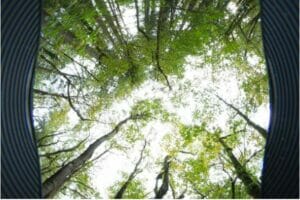 Forest & Plant Canopy Analysis - Tools & Methods - CID Bio-Science