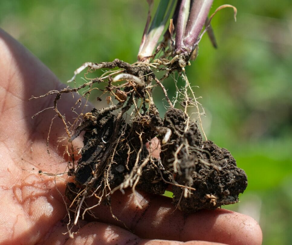 Detecting Plant Root Diseases & Pests - CID Bio-Science