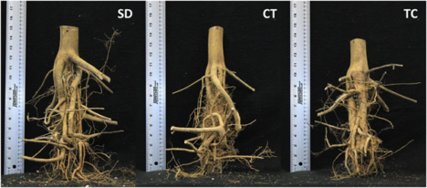 Correcting Misconceptions in Rootstock Propagation - CID Bio-Science