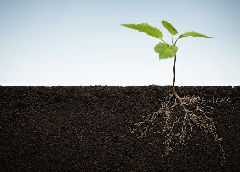 Root Respiration: Importance and Applications - CID Bio-Science