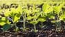 Measuring Competition in Crop Plants: Mechanisms & Outcomes - CID Bio ...
