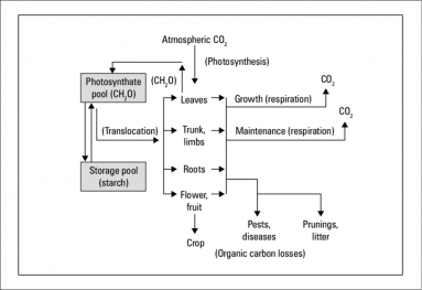 What Factors Affect Biomass Accumulation in Plants? - CID Bio-Science