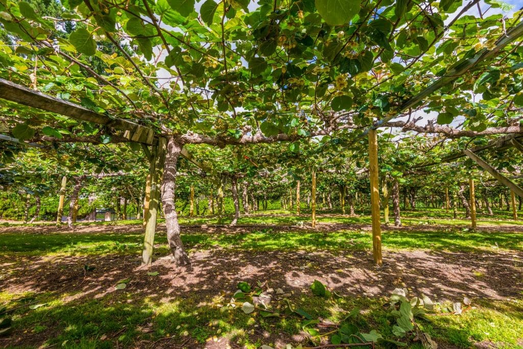 Precision Forestry in 2023 - A Revolution in Intensive Management - CID ...