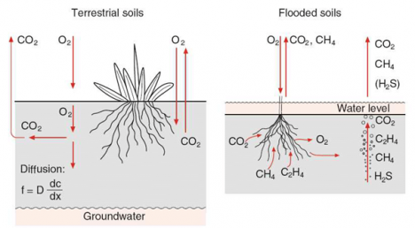 Root Respiration: Importance and Applications - CID Bio-Science