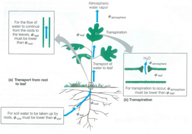 Transpiration in Plants: Its Importance and Applications - CID Bio-Science