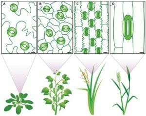 Stomatal Conductance: Functions, Measurement, and Applications - CID ...