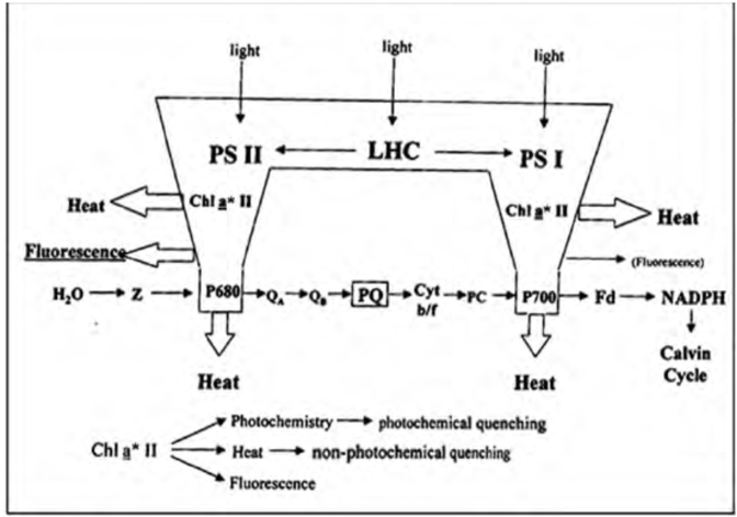 Chlorophyll Fluorescence: Importance and Applications - CID Bio-Science