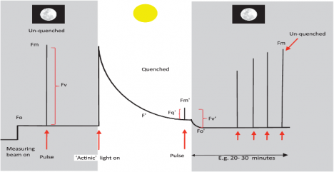 Chlorophyll Fluorescence: Importance and Applications - CID Bio-Science