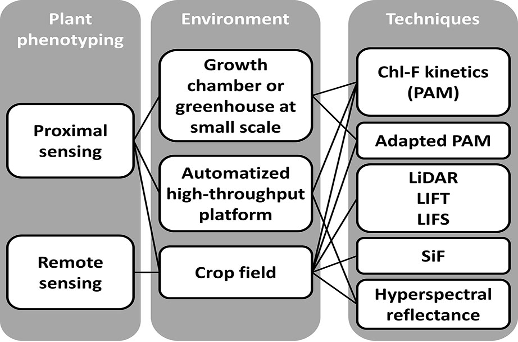 Chlorophyll Fluorescence: Importance and Applications - CID Bio-Science