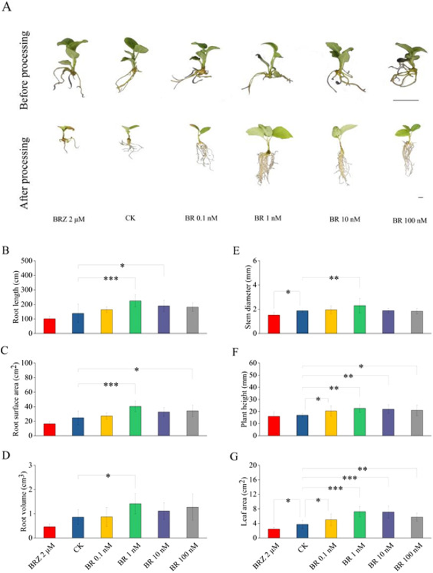 How the Root System Affects Yield - CID Bio-Science
