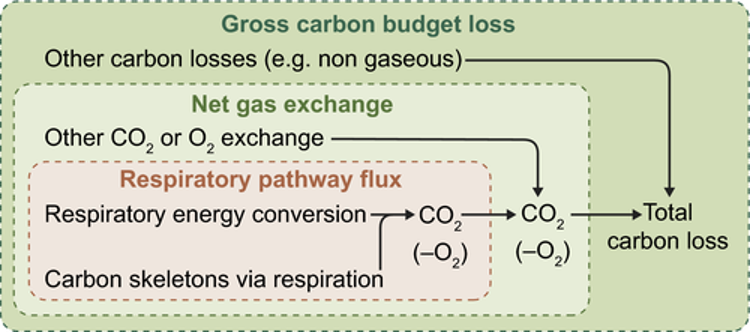 Plant Respiration: Its Importance and Applications - CID Bio-Science
