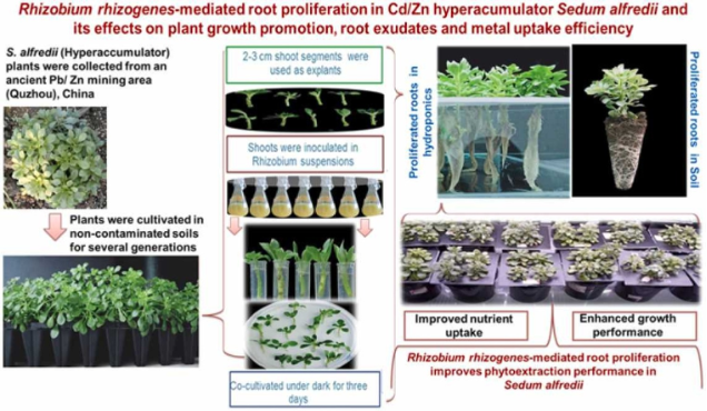 The 10 most-cited Studies on Root Research in 2022 - CID Bio-Science
