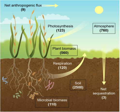 How Scientists Measure Terrestrial Carbon Pools - CID Bio-Science