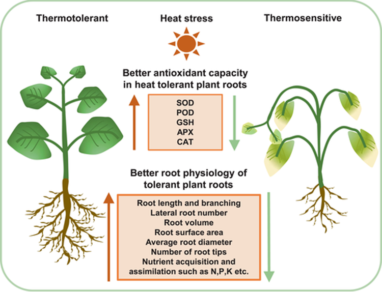 The 10 most-cited Studies on Root Research in 2022 - CID Bio-Science