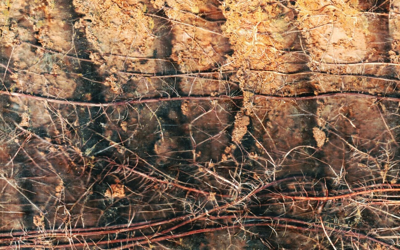 Exploring Root Traits: Paving the Way for Sustainable Small Grain ...