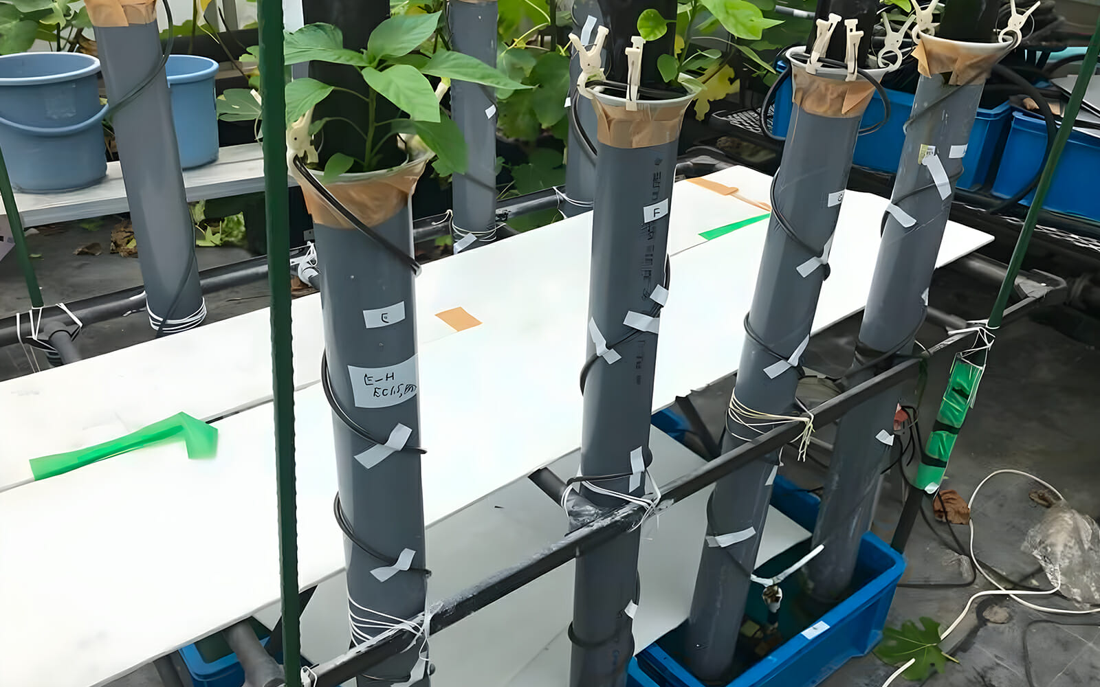 Hydroponic Root Growth: Liquid Fertilizer's Effect on Paprika From ...