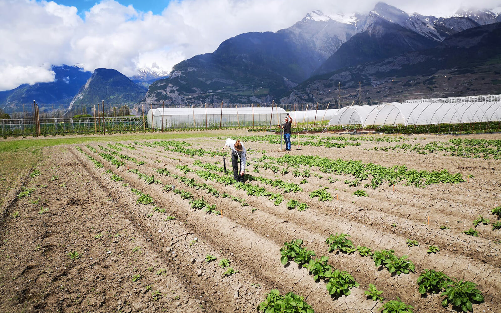 Exploring Potato Genotypes' Response to Drought Stress with ...