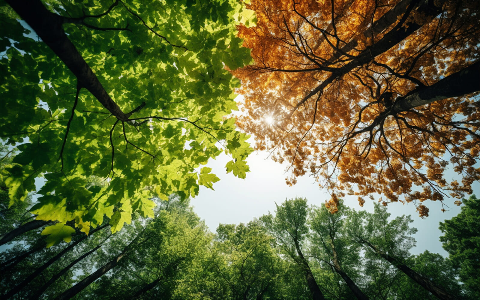 How Does Climate Change Affect Forest Canopy? - CID Bio-Science