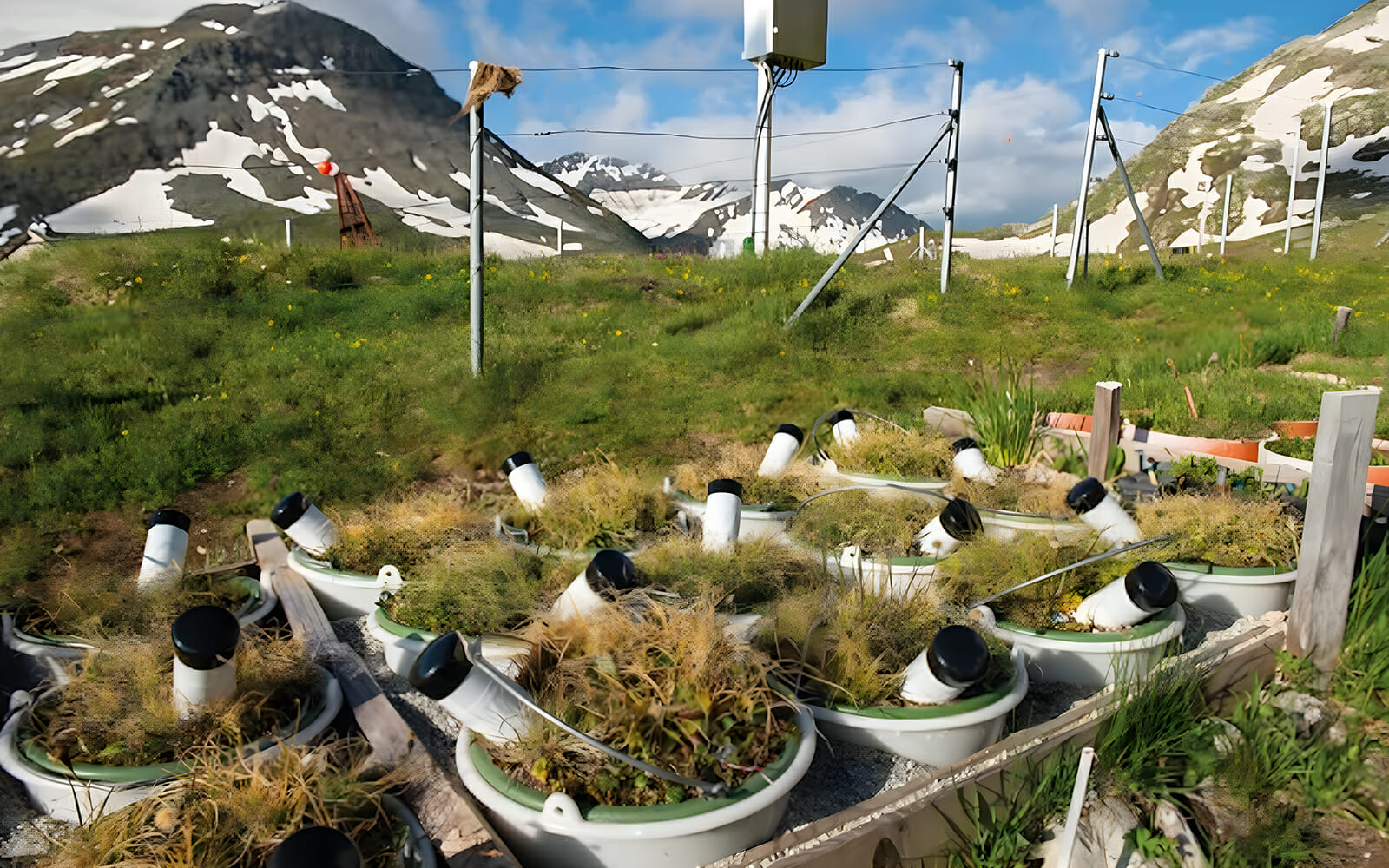 Understanding Alpine Growth Dynamics in a Warming World: A Root Imaging ...
