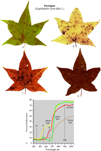 Leaf Spectroscopy | Tools for Applied Plant Science | cid-inc.com