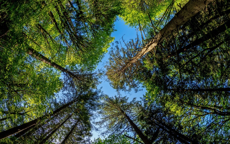 Hemispherical Photography for Silviculture and Forest Inventory | Tools ...