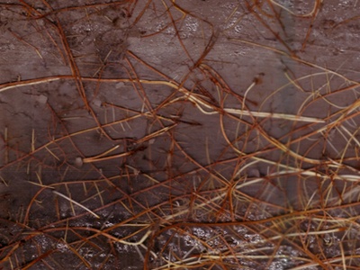 CI-602 Narrow Gauge Root Imager | Tools for Applied Plant Science | cid ...